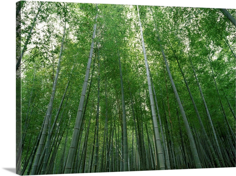 Bamboo trees in a forest, Fukuoka, Kyushu, Japan | Great Big Canvas