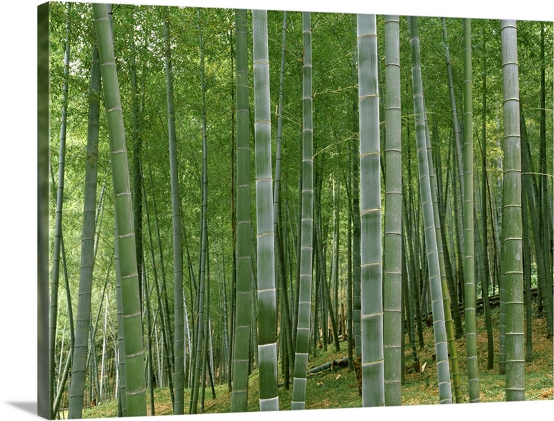 Bamboo trees in a forest, Fukuoka, Kyushu, Japan | Great Big Canvas