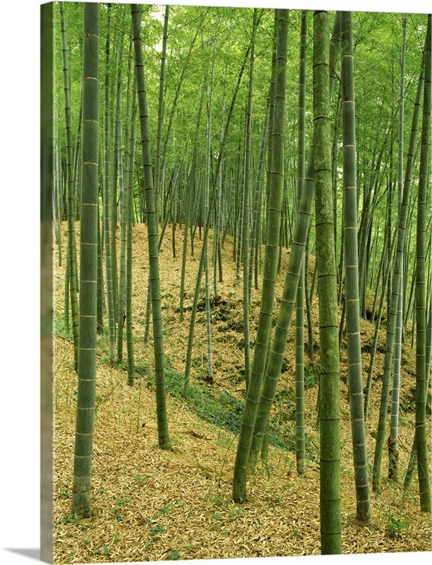 Bamboo trees in a forest, Fukuoka, Kyushu, Japan | Great Big Canvas
