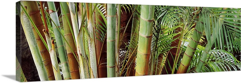Bamboo trees in a garden, Sunken Garden, St. Petersburg, Florida ...
