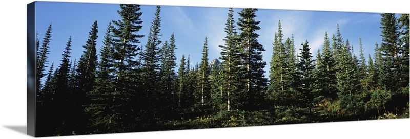 Banff Pine Trees, Alberta, Canada | Great Big Canvas
