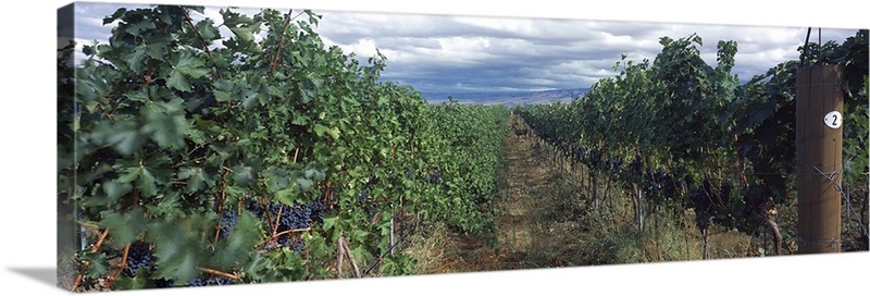 Basel Cellars Estate Winery, Walla Walla, Washington State | Great Big ...