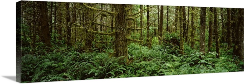 Bigleaf maple trees in a forest, Temperate Rainforest, Mt St. Helens ...