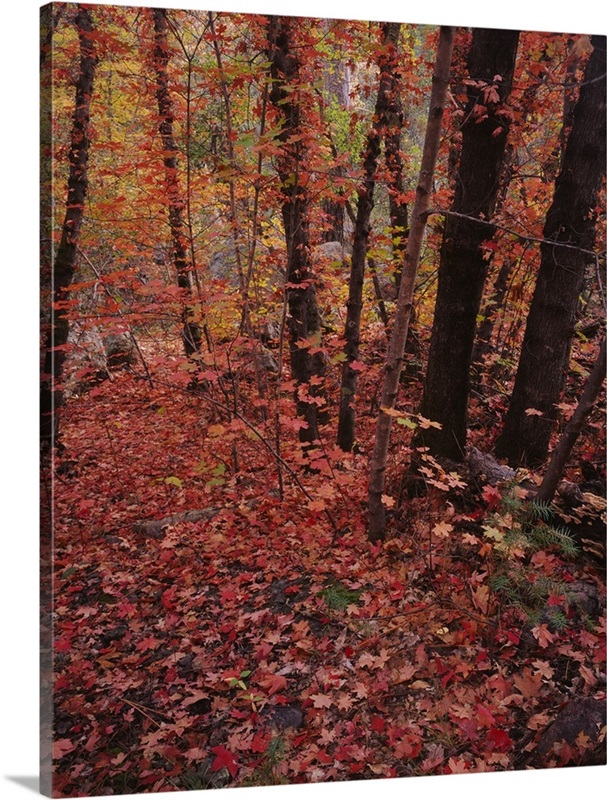 Bigtooth maple (Acer grandidentatum) trees in the forest, Chiricahua ...