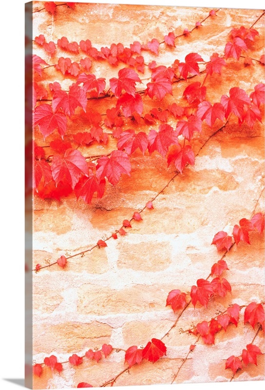 Brick Wall Covered With Red Ivy | Great Big Canvas
