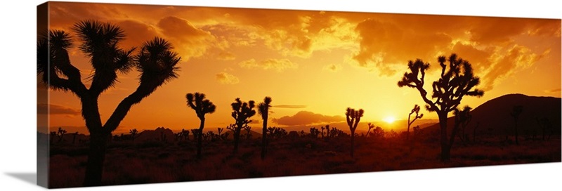 California, Joshua Tree Park, sunset | Great Big Canvas