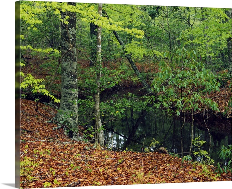 Calm stream through beech and magnolia tree forest, Sabine National ...