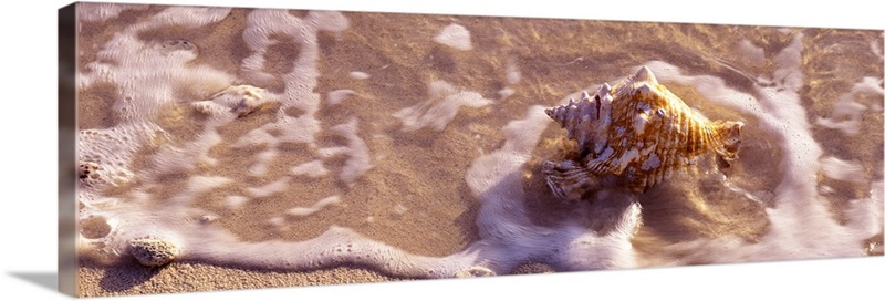 Caribbean Sea, Cayman Islands, Grand Cayman, Conch shell on the beach ...