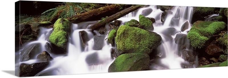 Cascading waterfall in a rainforest, Olympic National Park, Washington ...