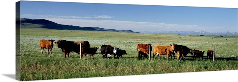 Cattle Ranch Alberta Canada | Great Big Canvas