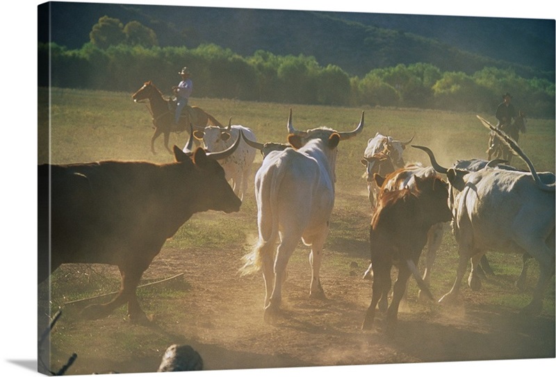 Cattle Roundup | Great Big Canvas