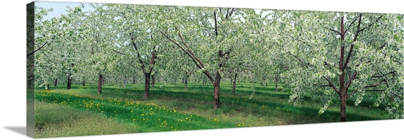 Cherry Trees | Great Big Canvas