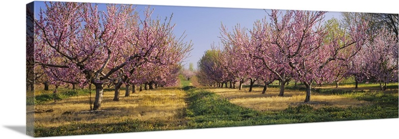 Cherry trees in an orchard, South Haven, Michigan | Great Big Canvas