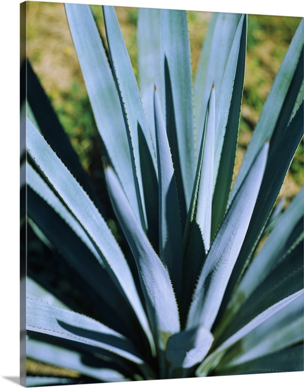 Close-up of a Blue agave (Agave Tequilana) plant, Mexico | Great Big Canvas