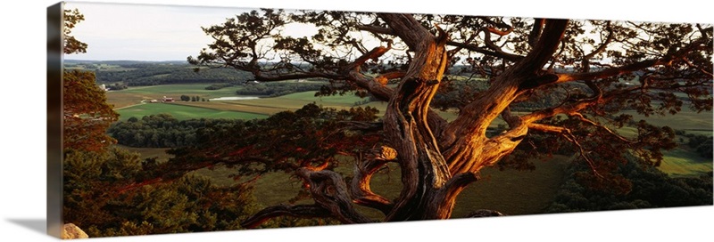 Close-up of a cedar tree, Wisconsin | Great Big Canvas