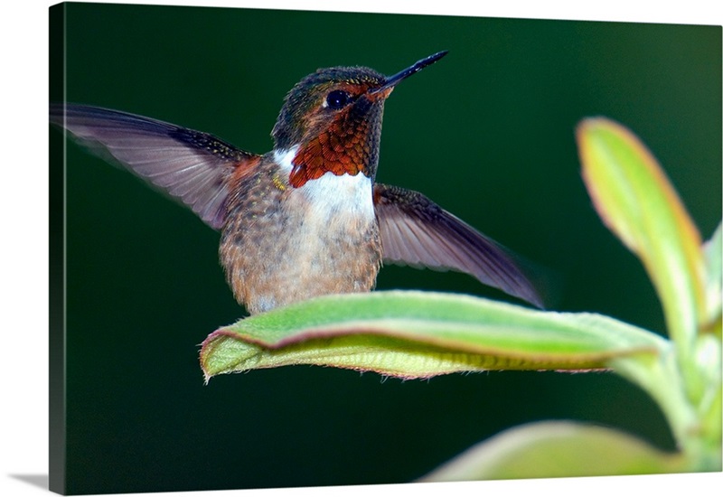 Close up of a Scintillant hummingbird (Selasphorus scintilla), Savegre ...