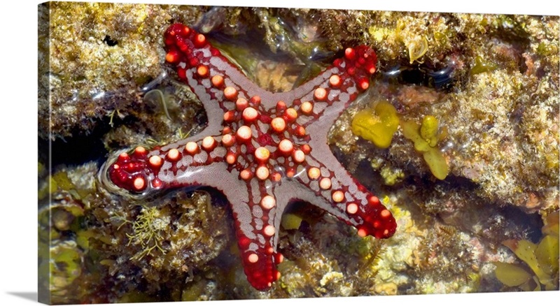 Close-up of a Sea Star | Great Big Canvas