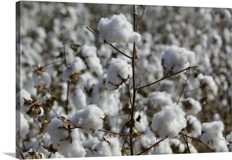 Close-up of cotton plants in a field, Wellington, Texas | Great Big Canvas