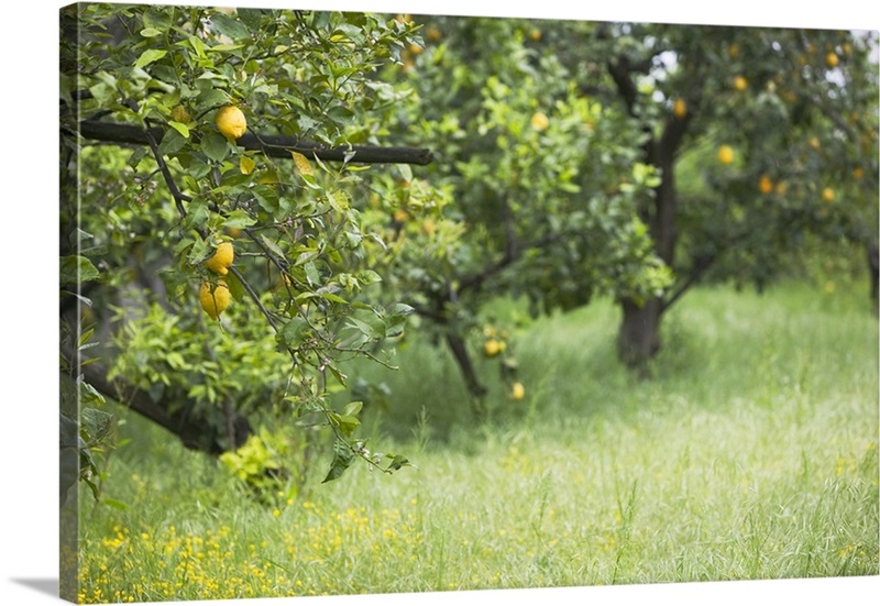 Close-up of lemon groves, Sorrento, Naples, Campania, Italy | Great Big ...