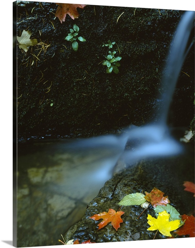 Close-up of maple and Arizona White oak (Quercus arizonica) leaves on ...