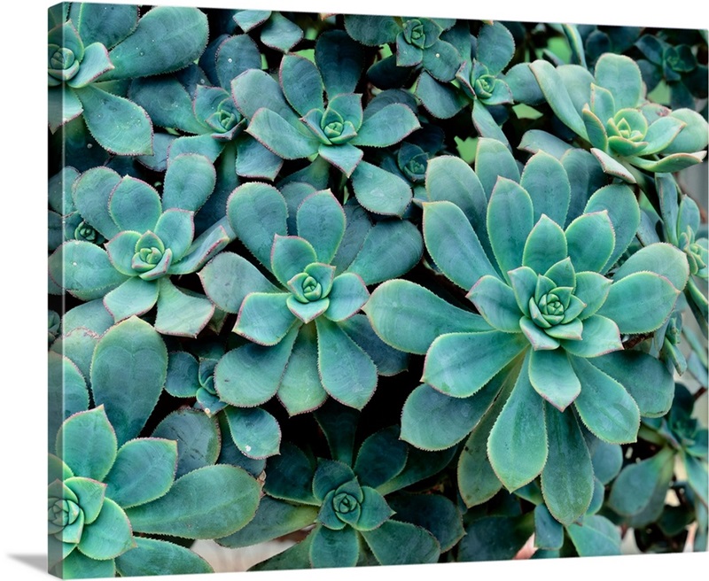 Close-up of plants, Buffalo and Erie County Botanical Gardens, Buffalo ...
