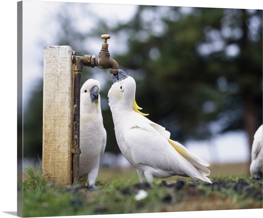 Cockatoos Drinking From Tap Australia Wall Art, Canvas Prints, Framed ...