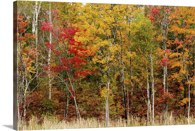 Colorful trees in the forest during autumn, Muskoka, Ontario, Canada ...