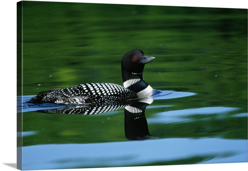 Common loon in water, Michigan | Great Big Canvas