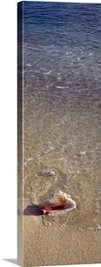 Conch shell on the beach, Caribbean Sea, Grand Cayman, Cayman Islands ...