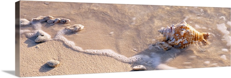 Conch shell on the beach, Grand Cayman, Cayman islands | Great Big Canvas
