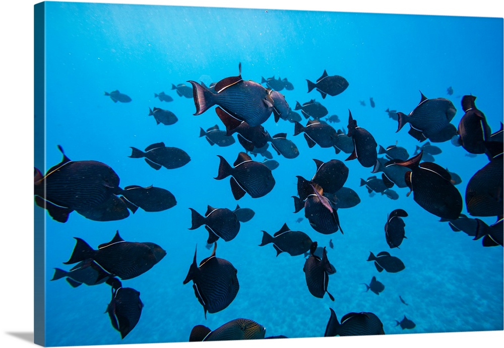 Coral Reef fish swimming in the Pacific Ocean, Tahiti, French Polynesia ...