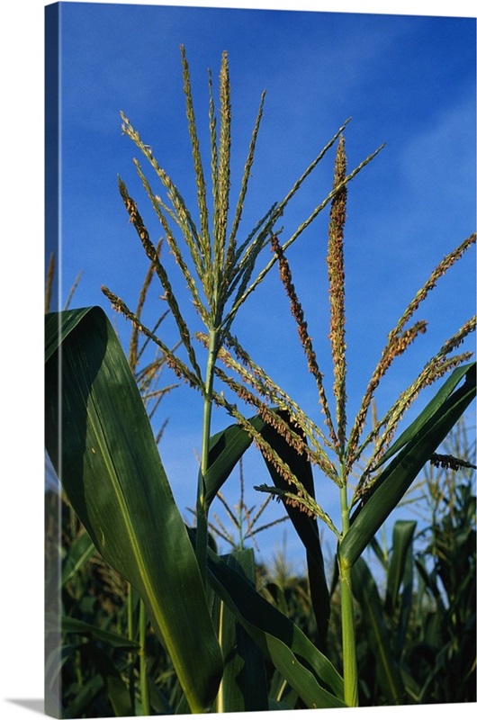 Corn Stalks | Great Big Canvas