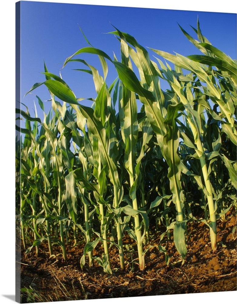 Corn Stalks Wall Art, Canvas Prints, Framed Prints, Wall Peels | Great ...