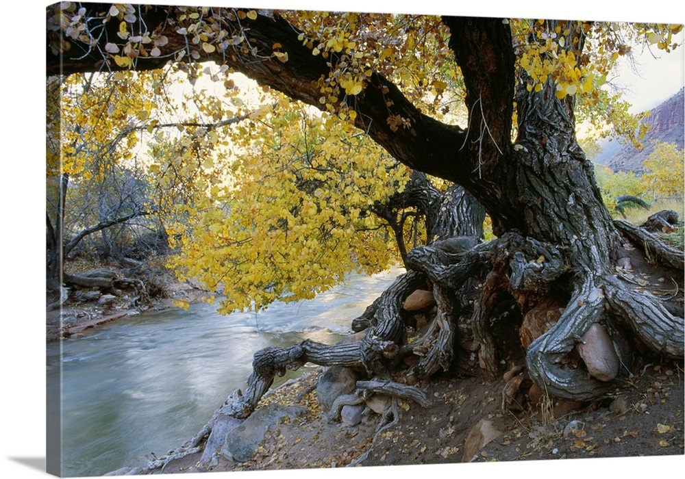 Cottonwood Tree Beside Stream Wall Art, Canvas Prints, Framed Prints ...