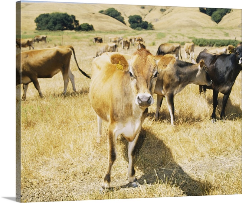 Cows grazing in a field, Sonoma County, California | Great Big Canvas