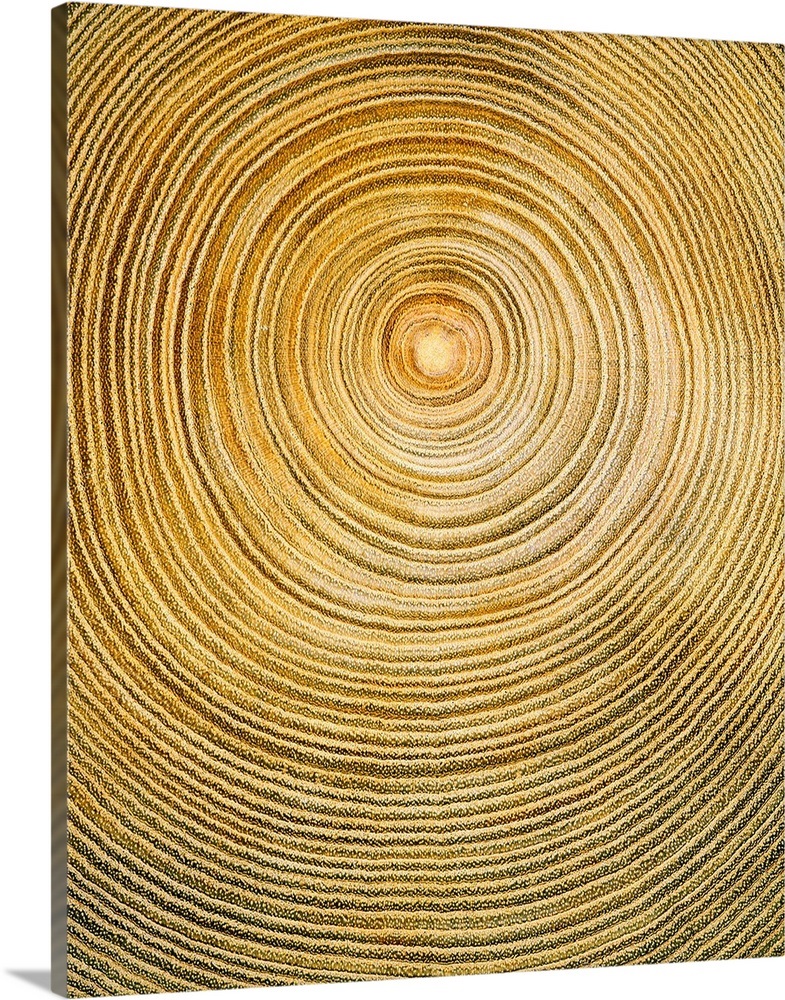 Cross Section of Tree Trunk Wall Art, Canvas Prints, Framed Prints ...