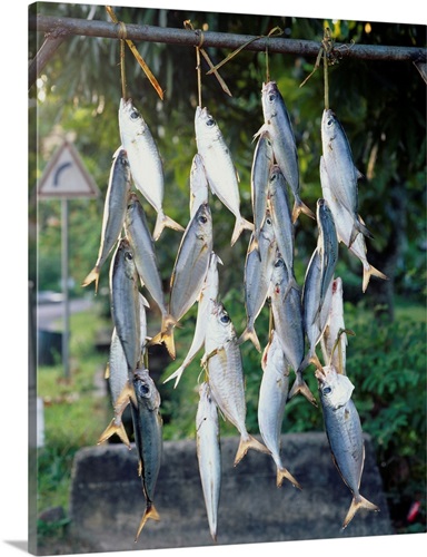 Dead fish hanging from a pole, Tahiti | Great Big Canvas