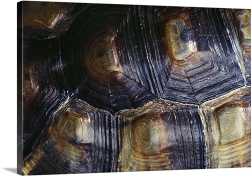 Desert Tortoise Shell Wall Art, Canvas Prints, Framed Prints, Wall ...