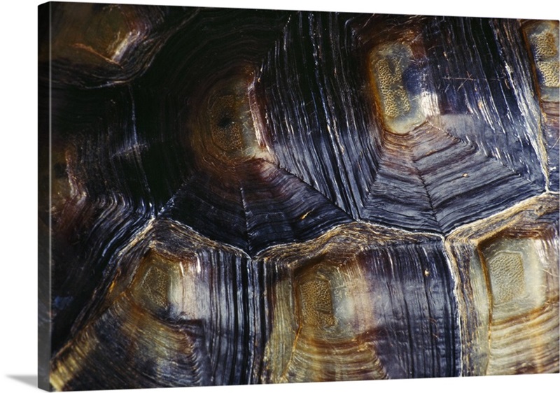 Desert Tortoise Shell | Great Big Canvas
