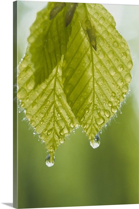 Dew drops on leaves | Great Big Canvas