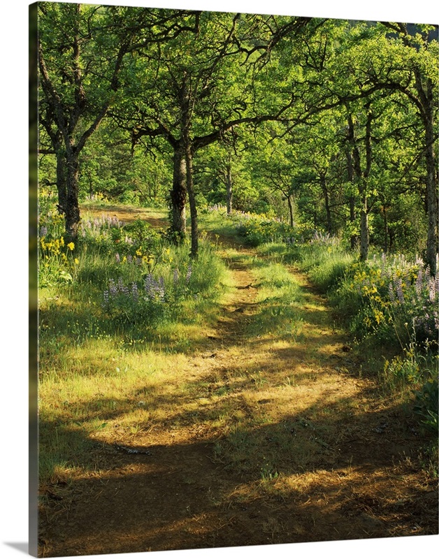 Dirt road passing through a forest, Mayer State Park, Columbia River ...