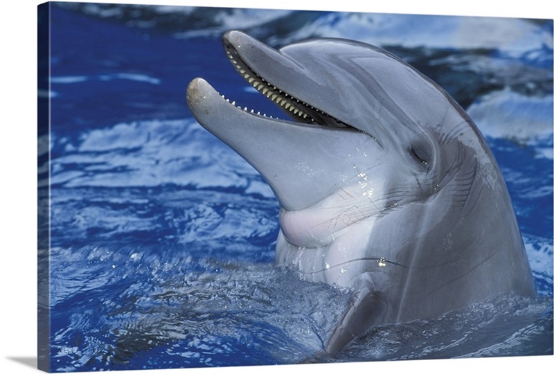 Dolphin | Great Big Canvas