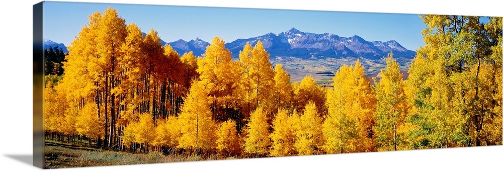 Fall Aspen Trees Telluride CO Wall Art, Canvas Prints, Framed Prints ...