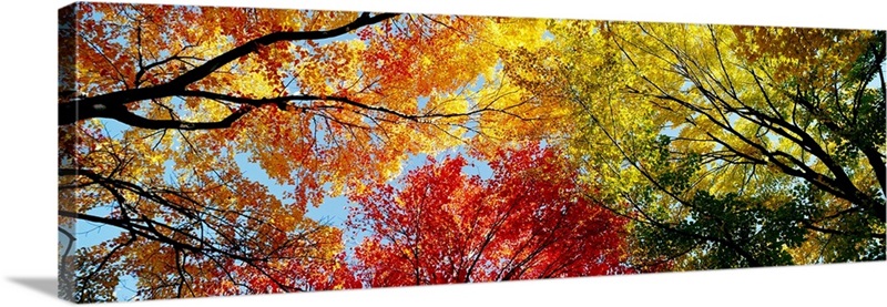 Fall Foliage | Great Big Canvas