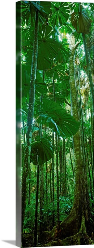 Fan palm trees in a forest, Daintree National Park, Queensland ...