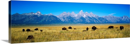Field of Bison with mountains in background, Grand Teton National Park ...