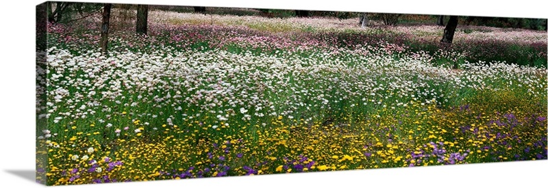 Field of Flowers Kings Park Perth Australia | Great Big Canvas