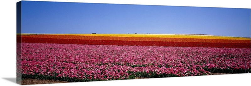 Field of Flowers, near Encinitas, California | Great Big Canvas