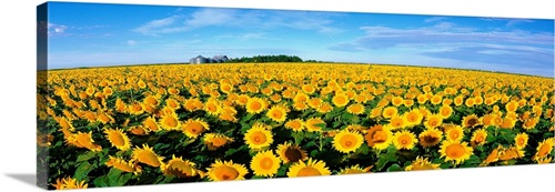 Kansas Wall Art & Canvas Prints | Great Big Canvas