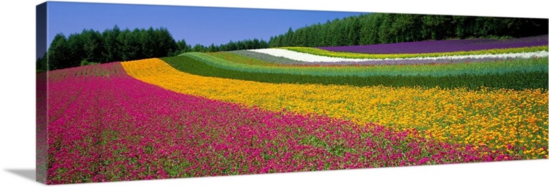 Flower Farm Hokkaido Japan | Great Big Canvas
